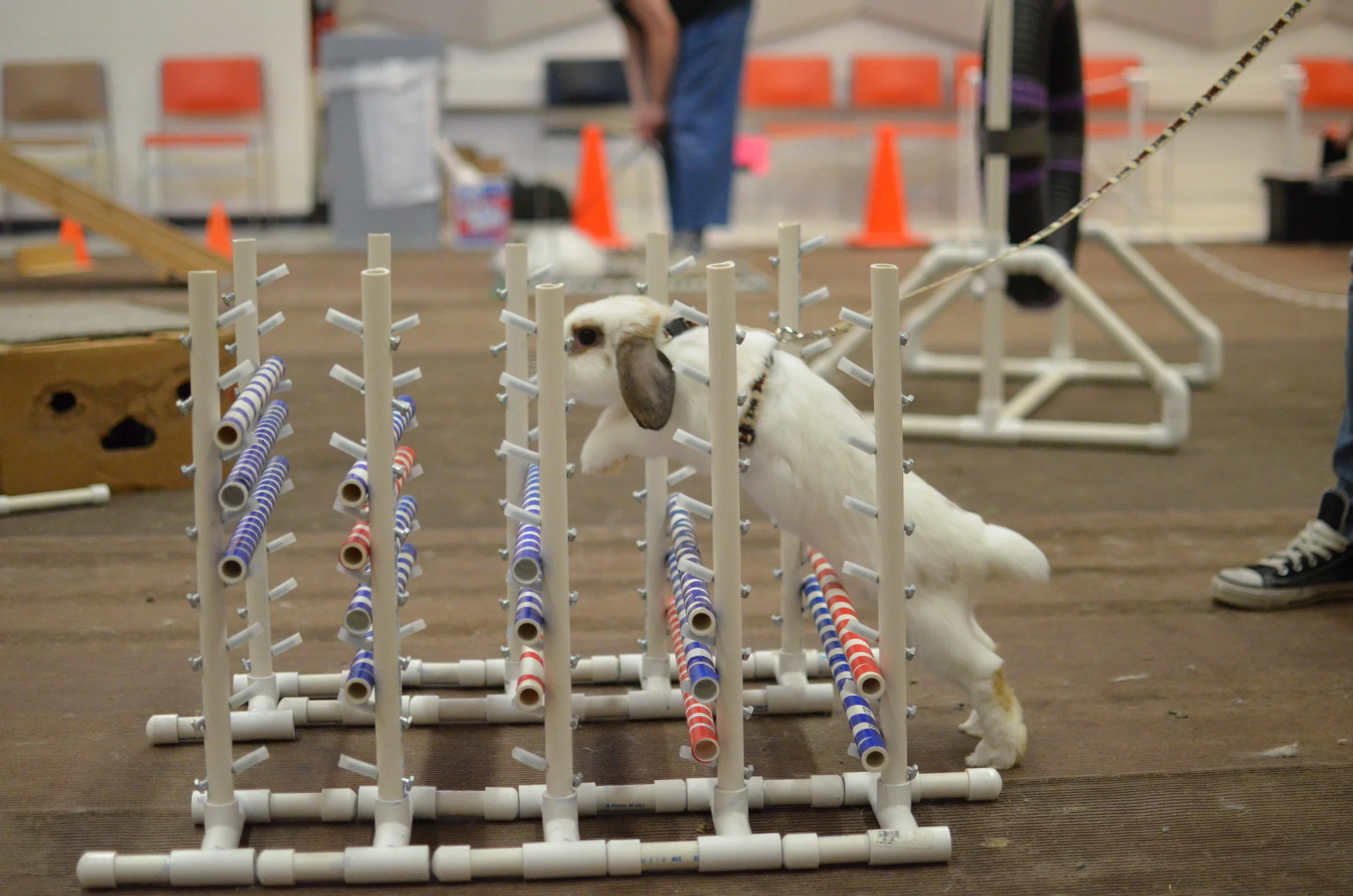 EDUCATIONAL PROGRAMS — Minnesota Companion Rabbit Society