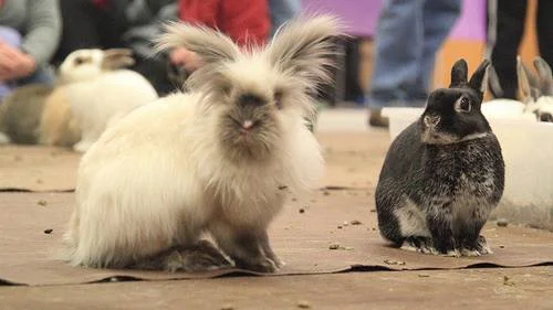 VOLUNTEER — Minnesota Companion Rabbit Society