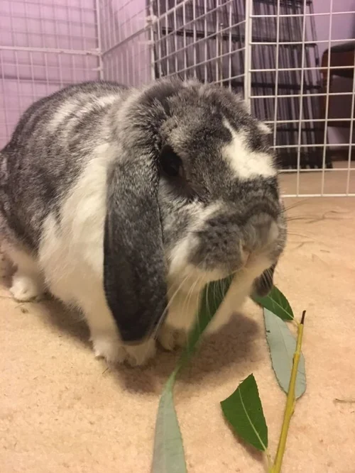Minnesota Companion Rabbit Society