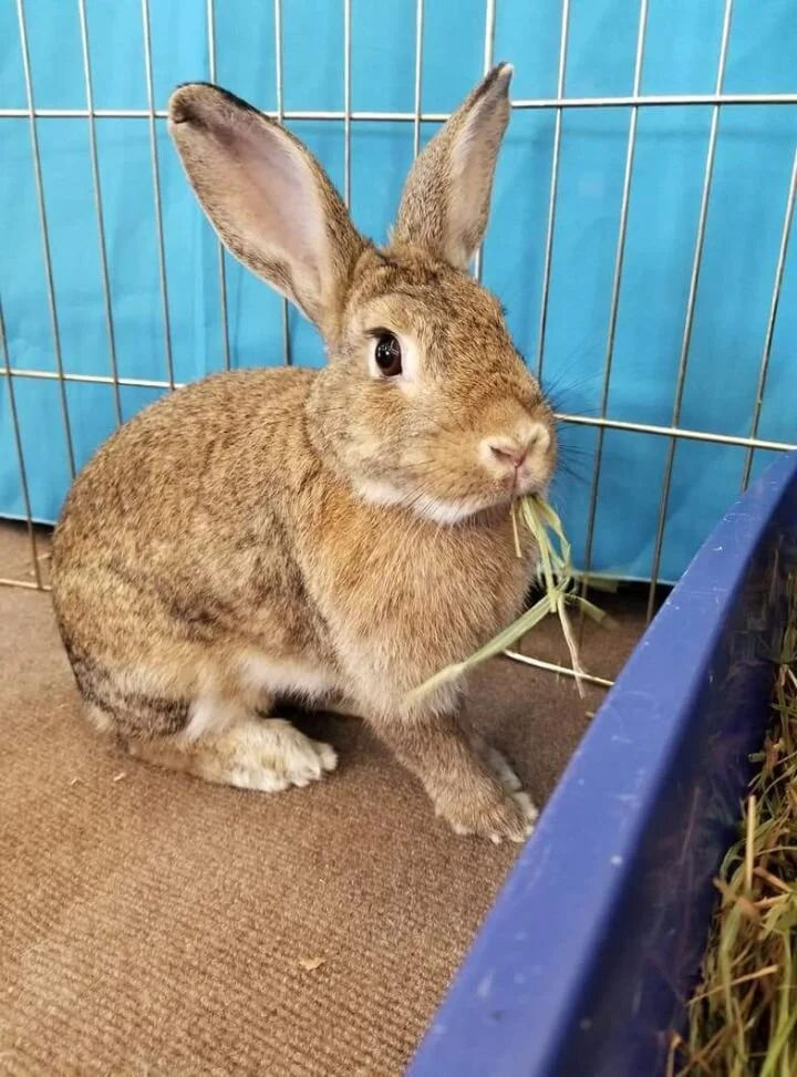 Minnesota Companion Rabbit Society