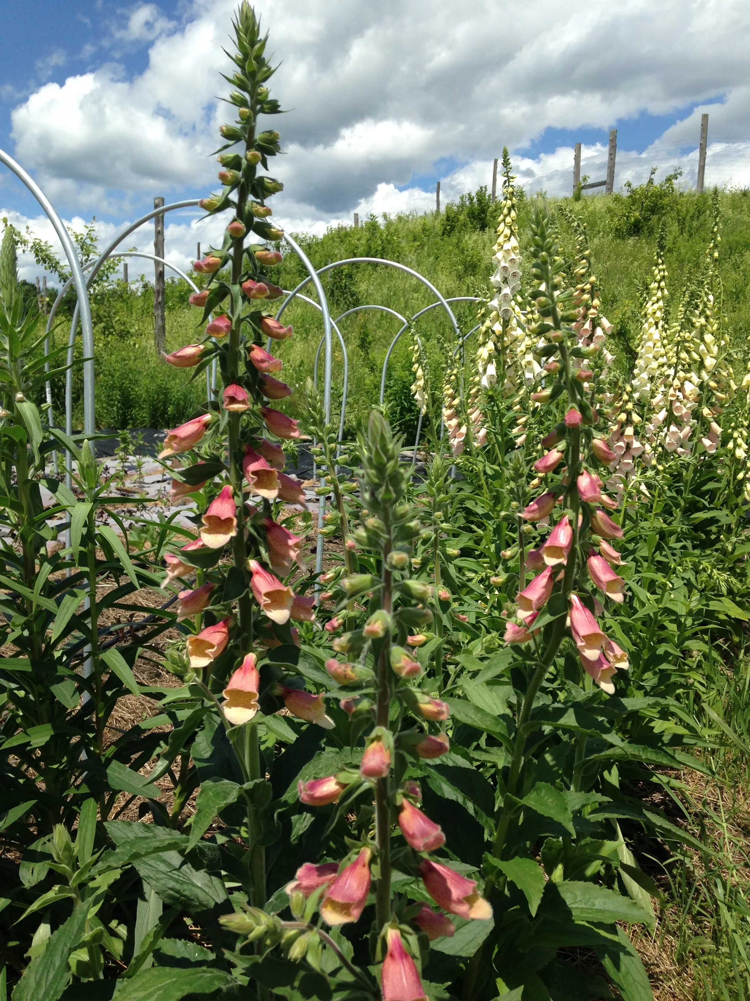 Gardens — Blossoming Bough Flowers
