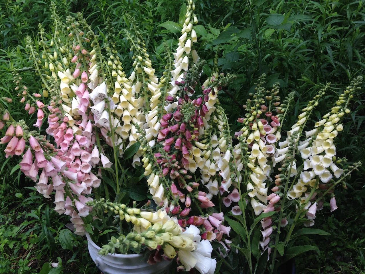 Gardens — Blossoming Bough Flowers