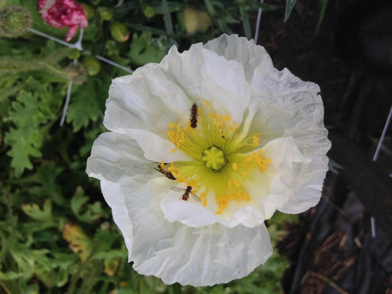 Gardens — Blossoming Bough Flowers