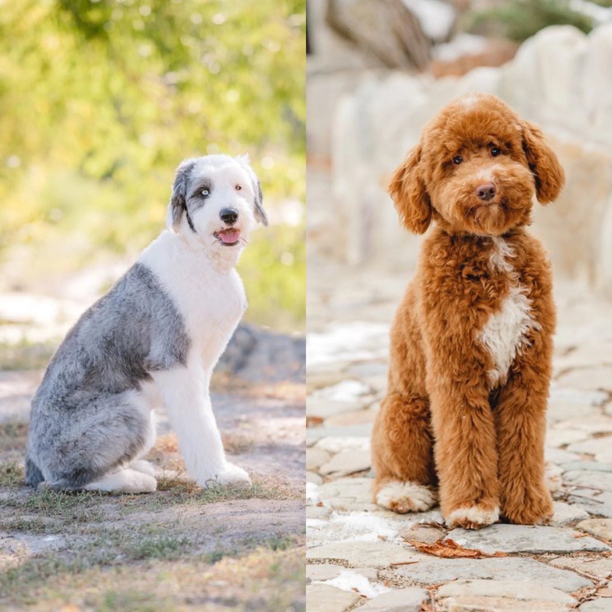 Sheepadoodles — Utah Goldendoodles