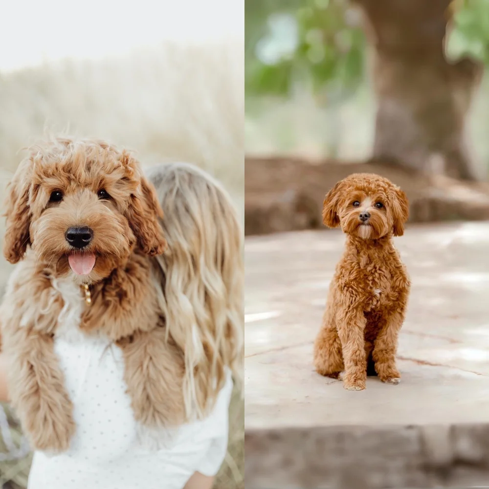 Goldendoodles — Utah Goldendoodles