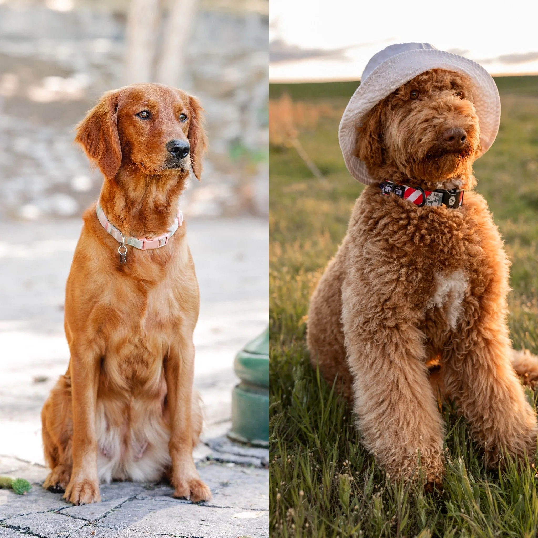Goldendoodles — Utah Goldendoodles
