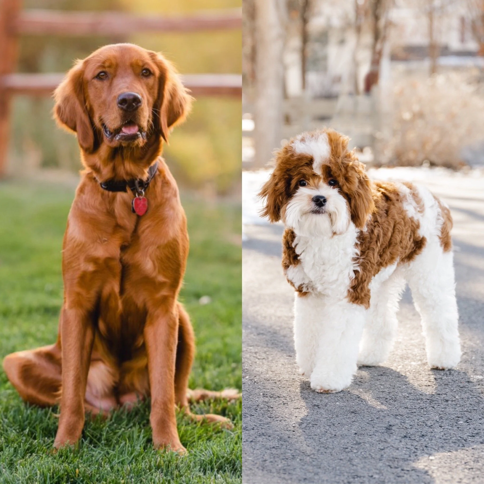 Goldendoodles — Utah Goldendoodles
