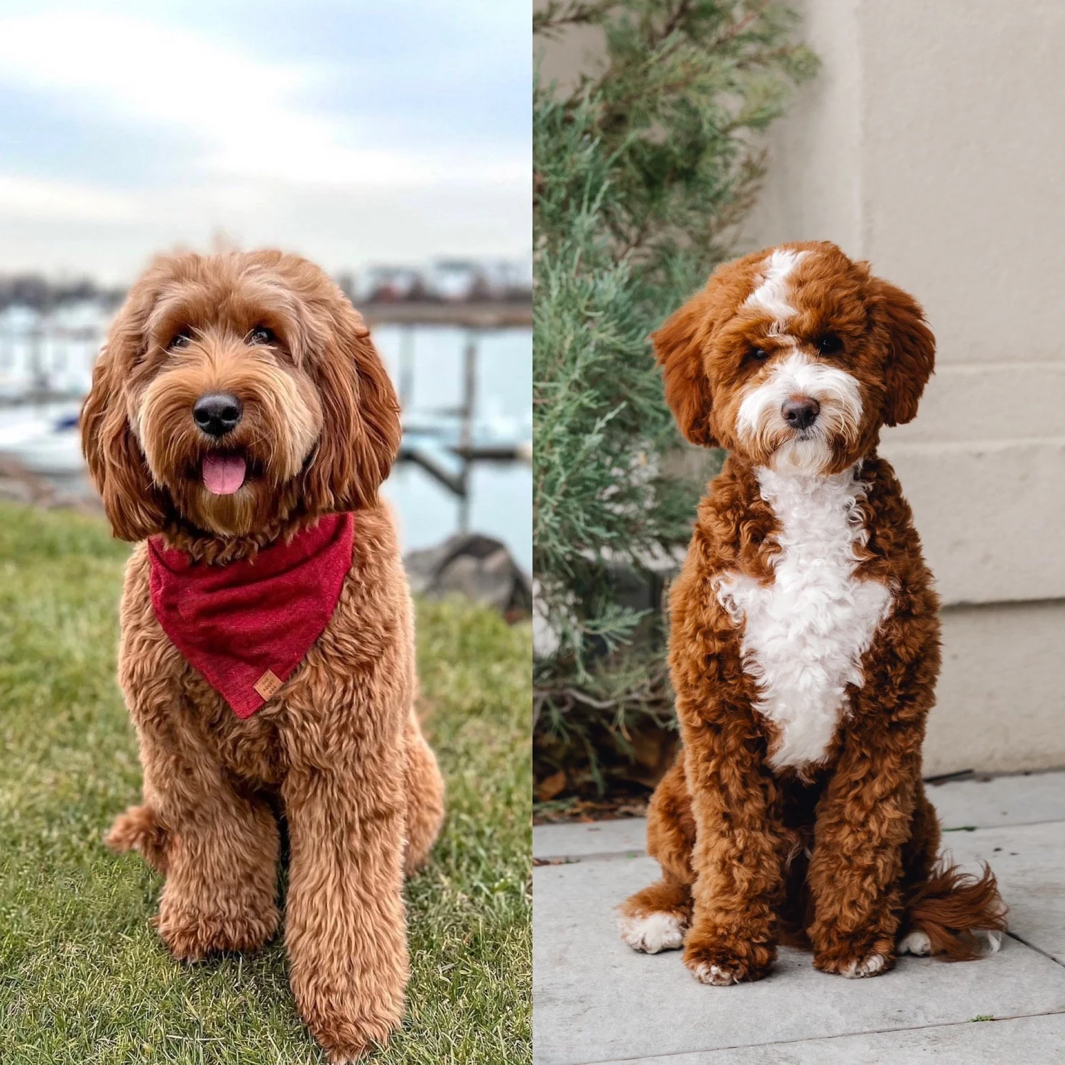 Goldendoodles — Utah Goldendoodles