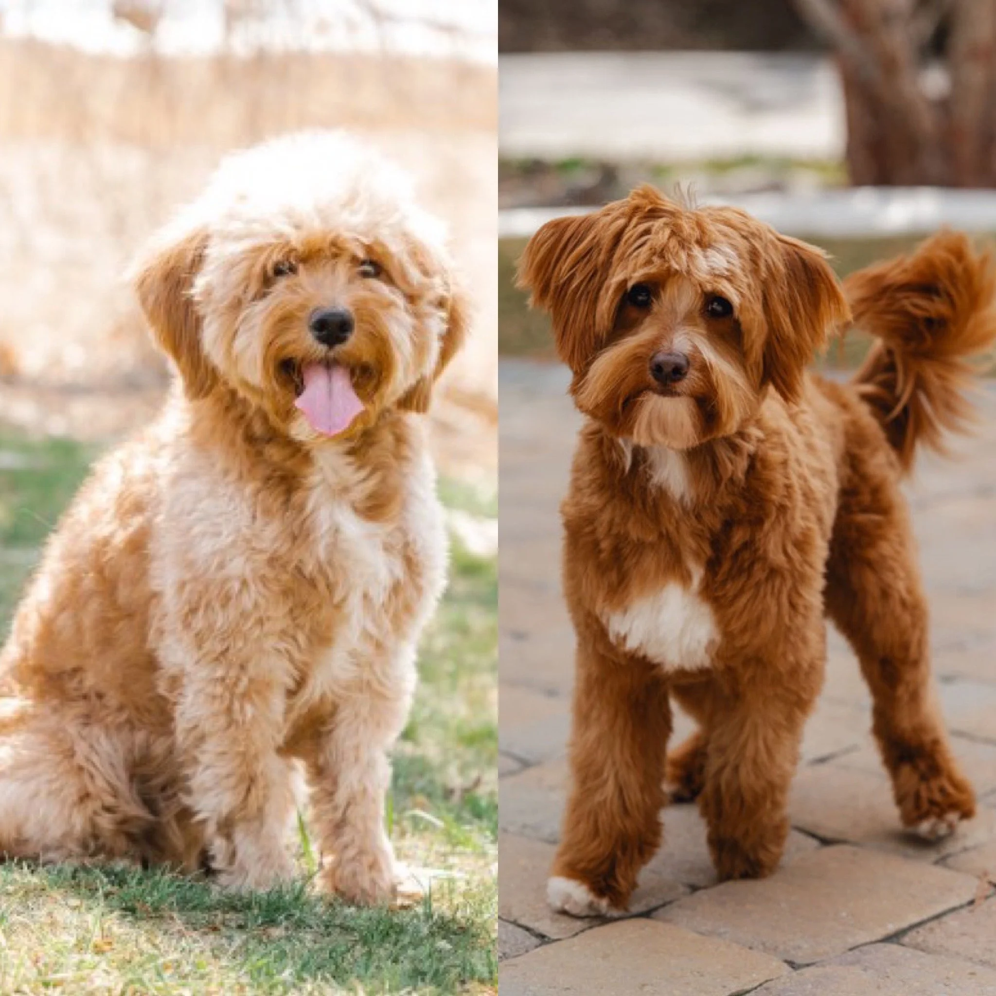 Goldendoodles — Utah Goldendoodles