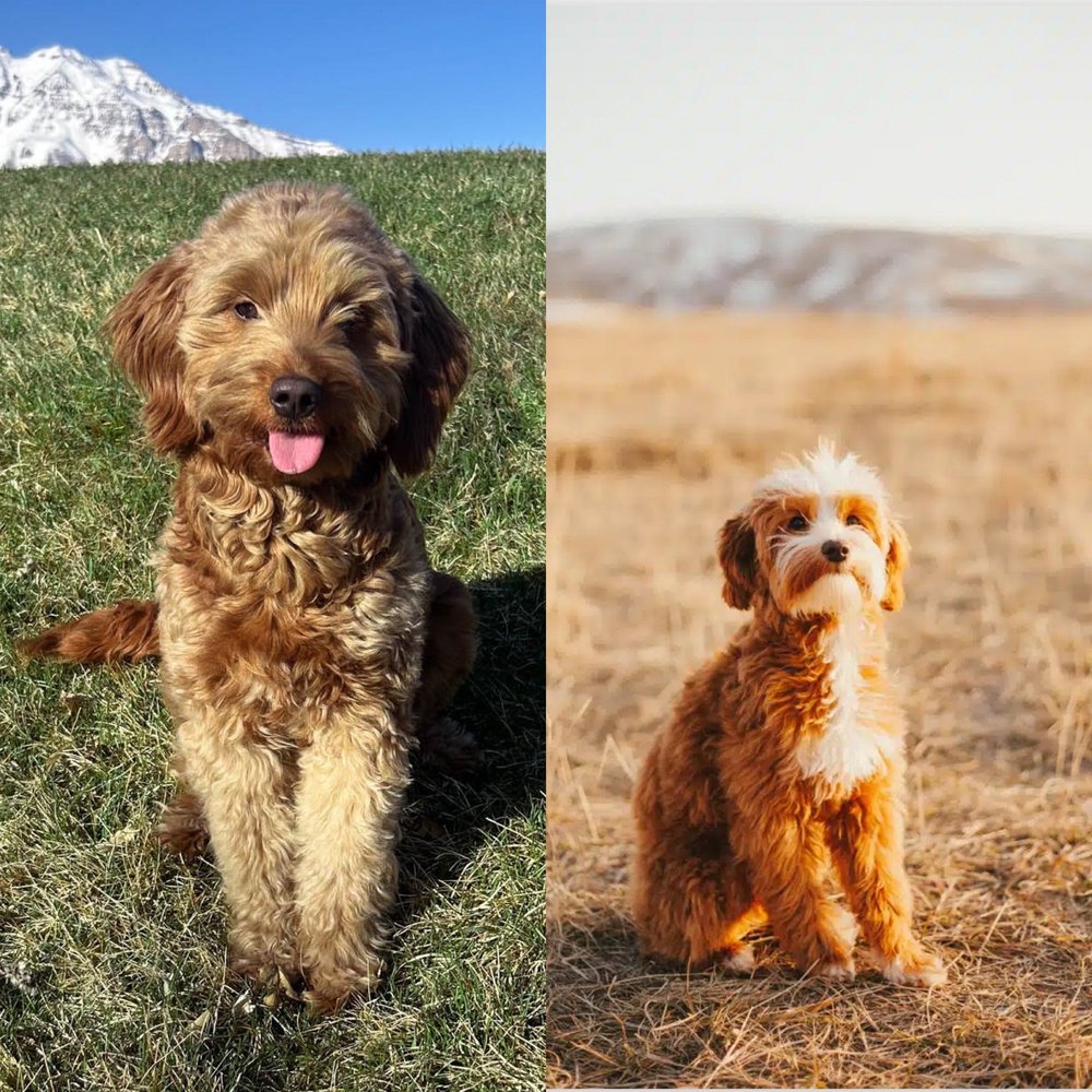 Goldendoodles — Utah Goldendoodles