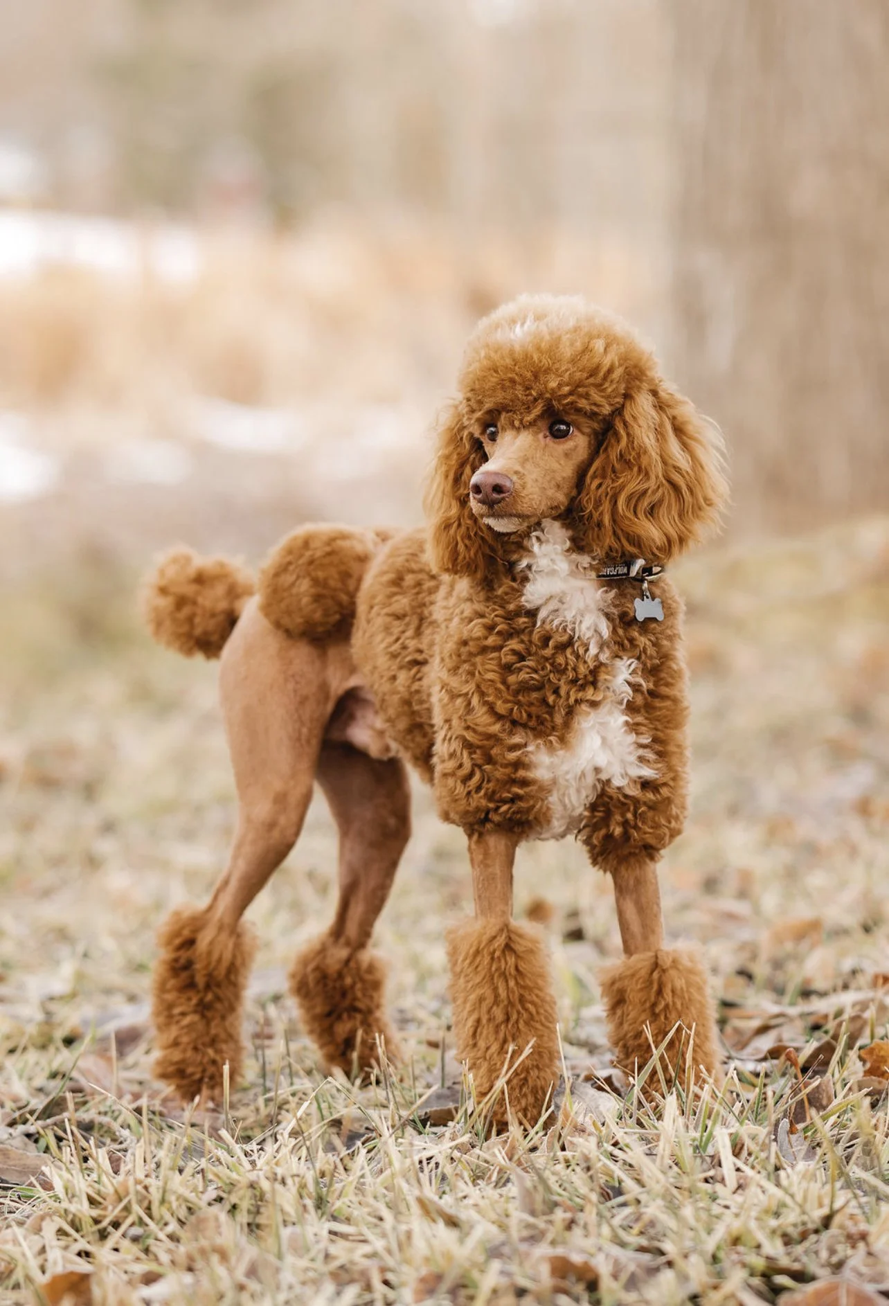 Poodle Studs — Utah Goldendoodles
