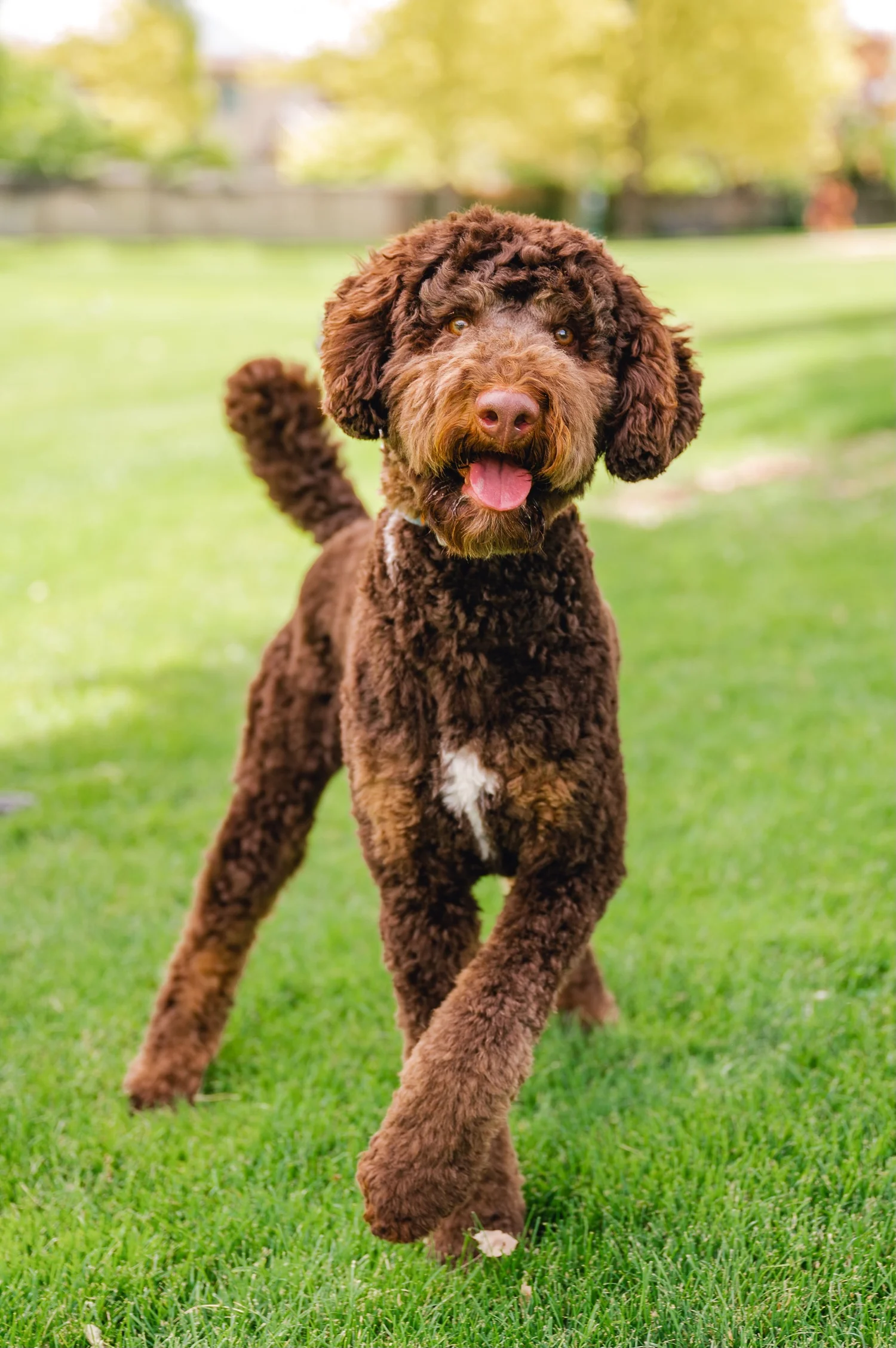 Poodle Studs — Utah Goldendoodles
