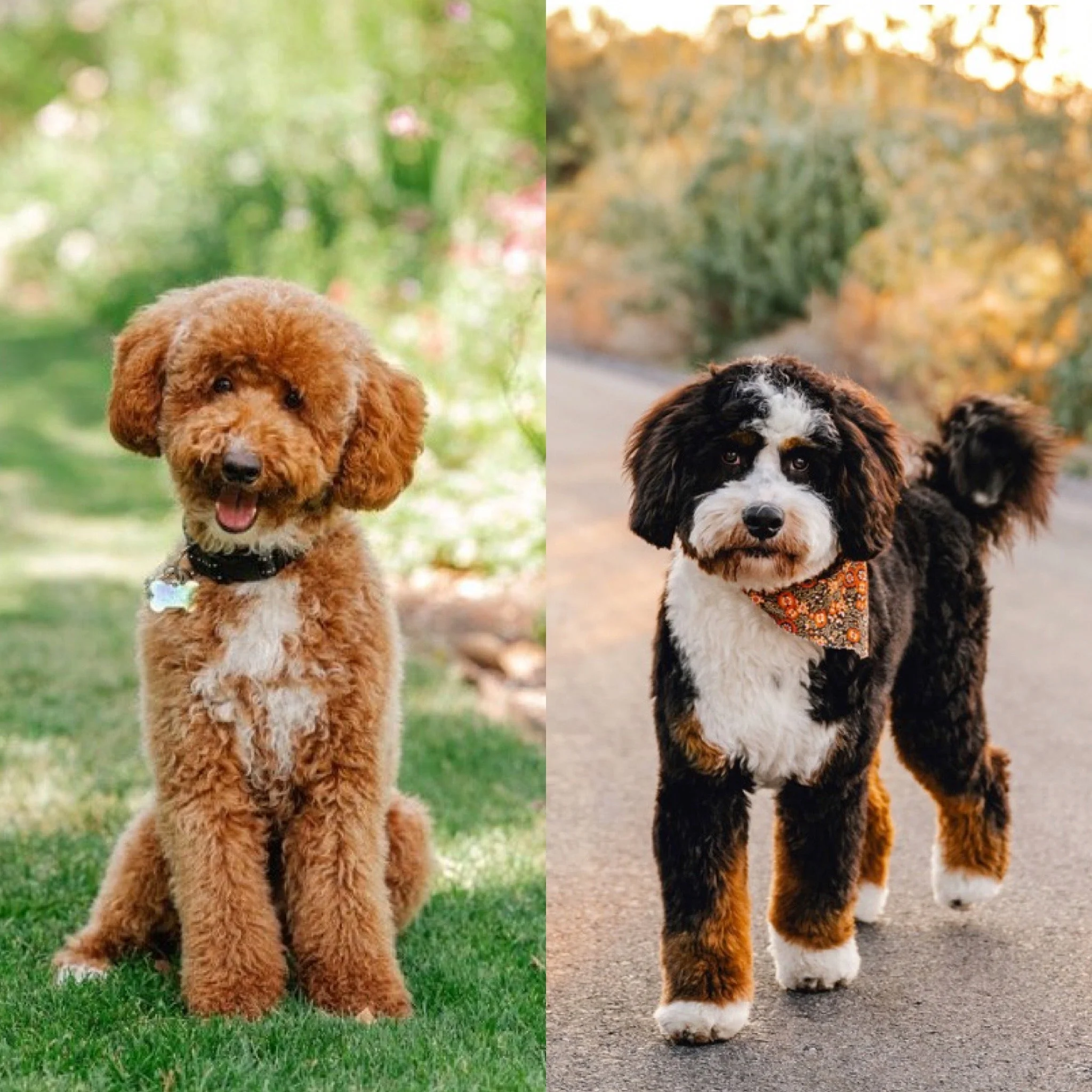 Bernedoodles — Utah Goldendoodles