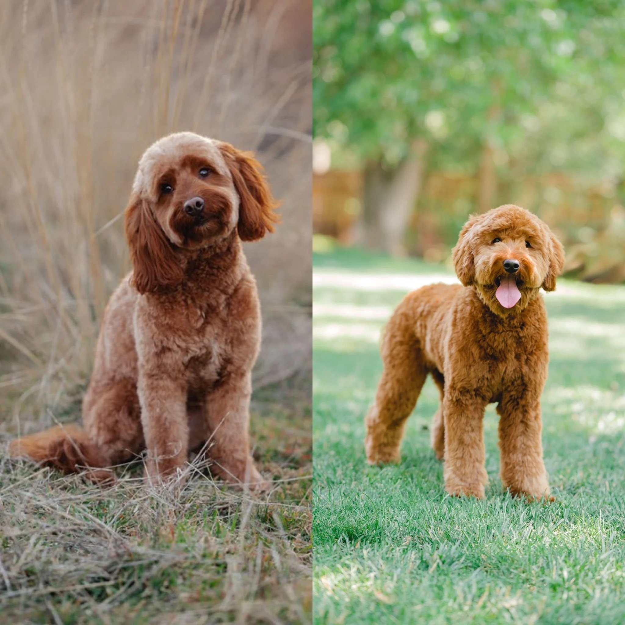 Goldendoodles — Utah Goldendoodles