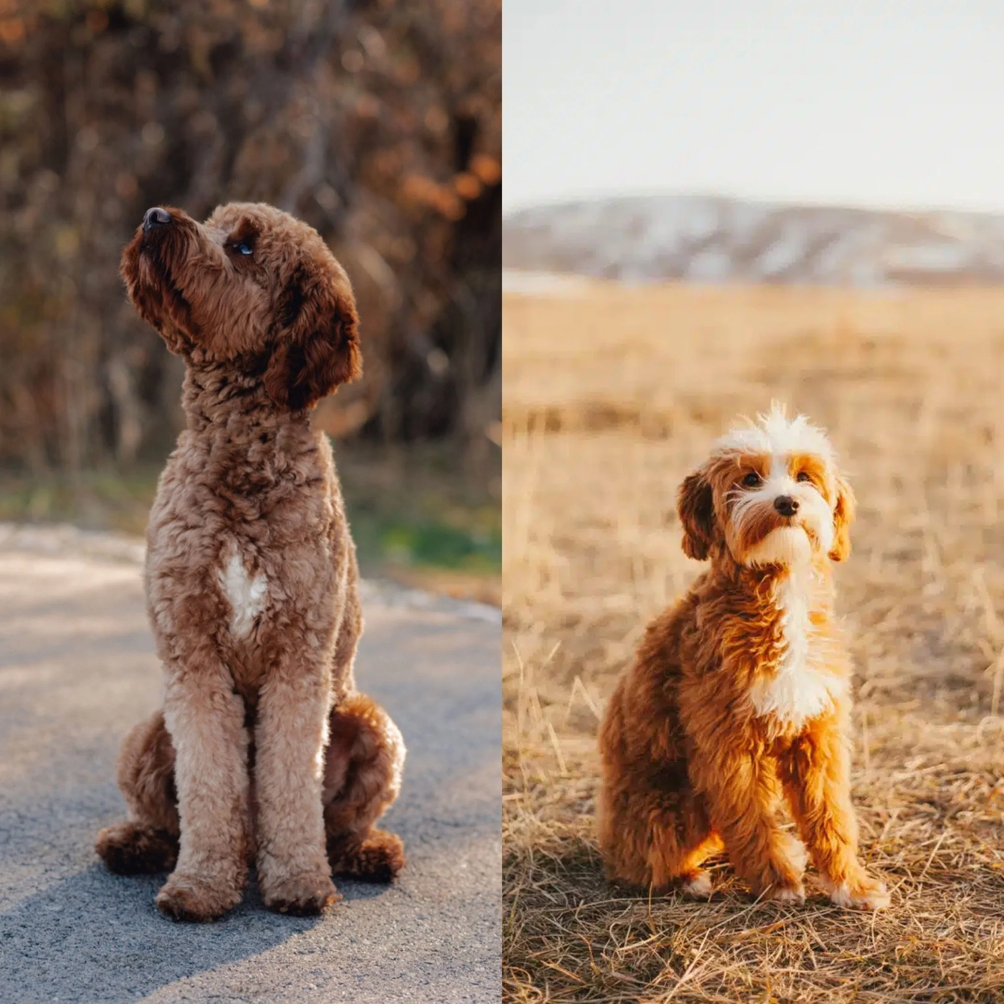 Goldendoodles — Utah Goldendoodles
