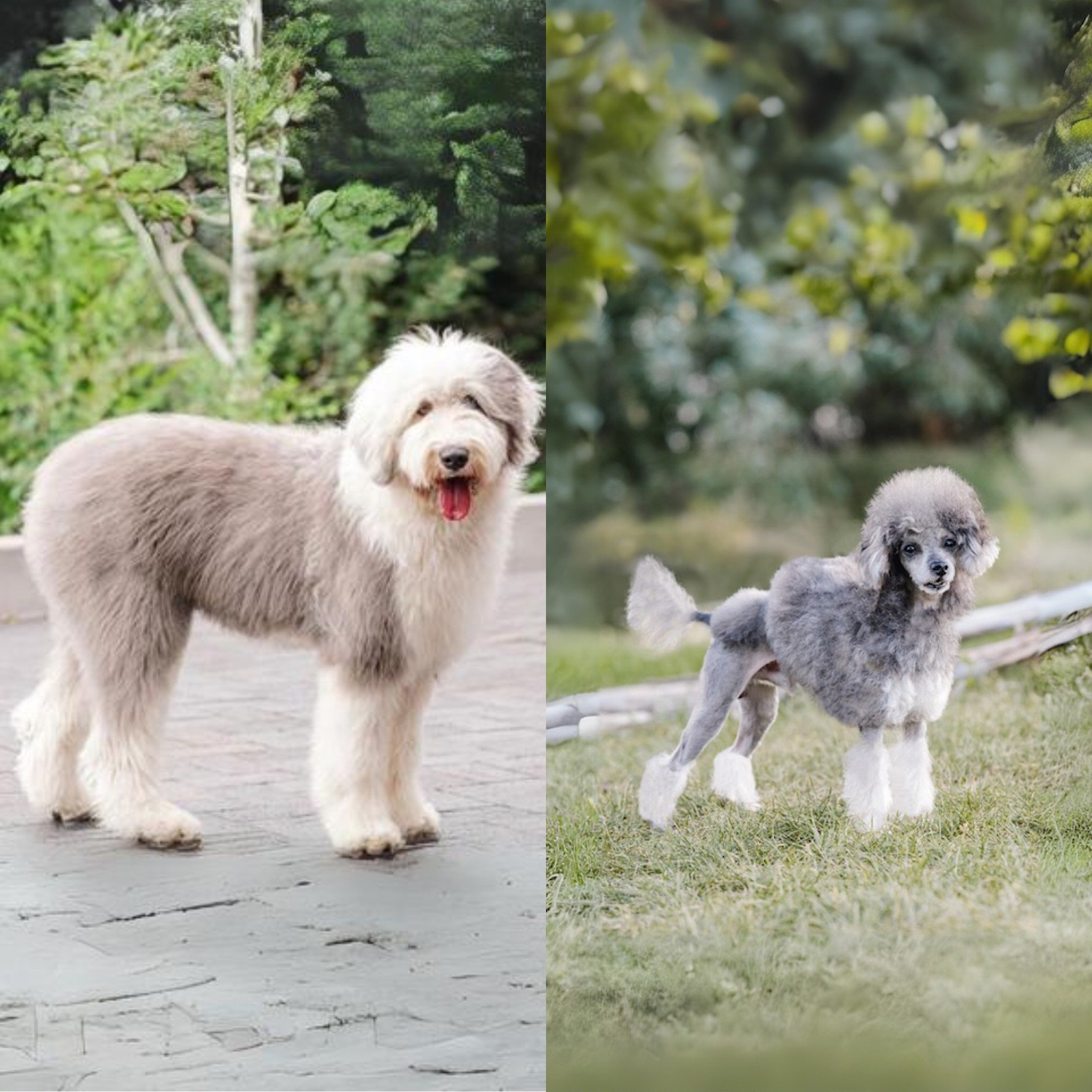Sheepadoodles — Utah Goldendoodles