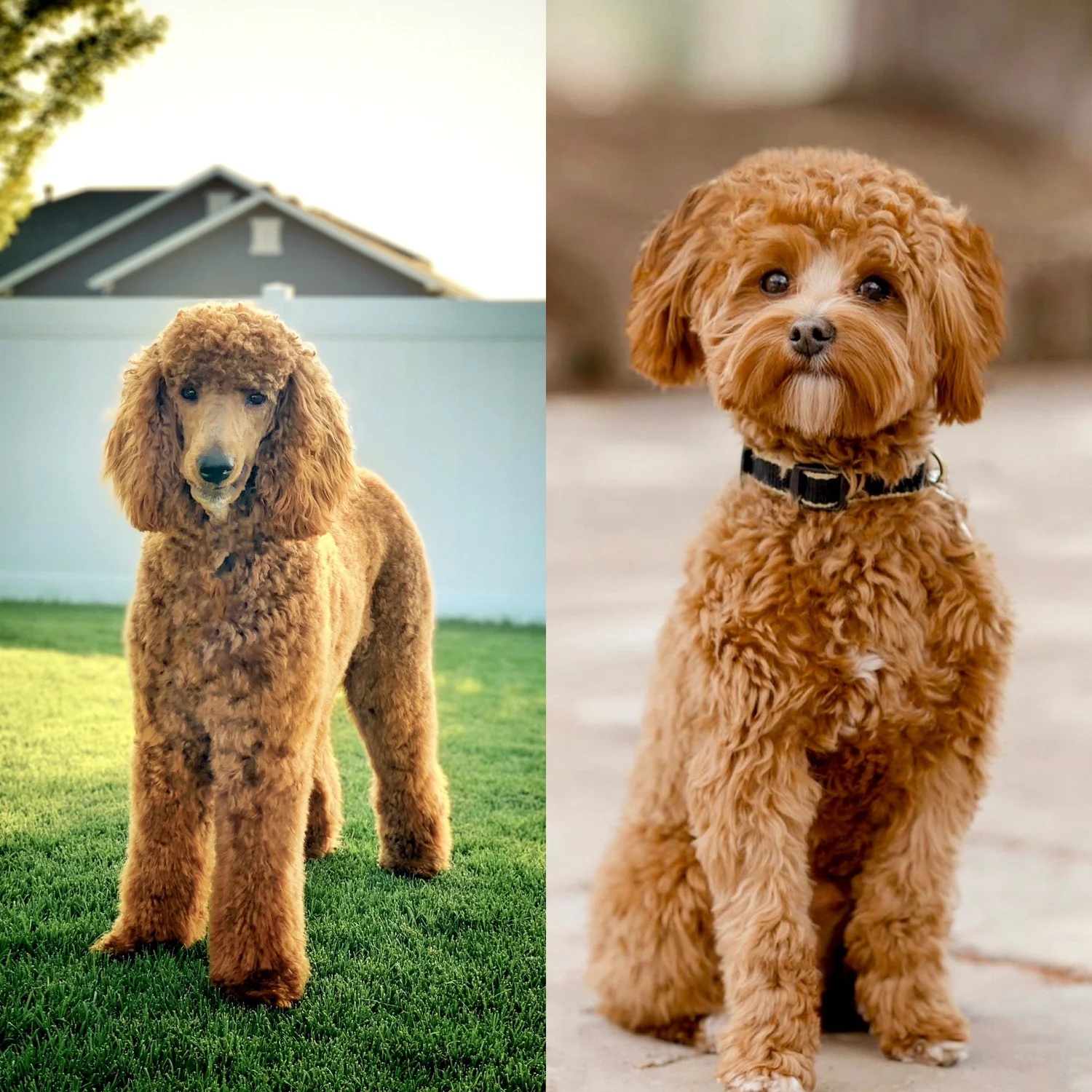 Goldendoodles — Utah Goldendoodles