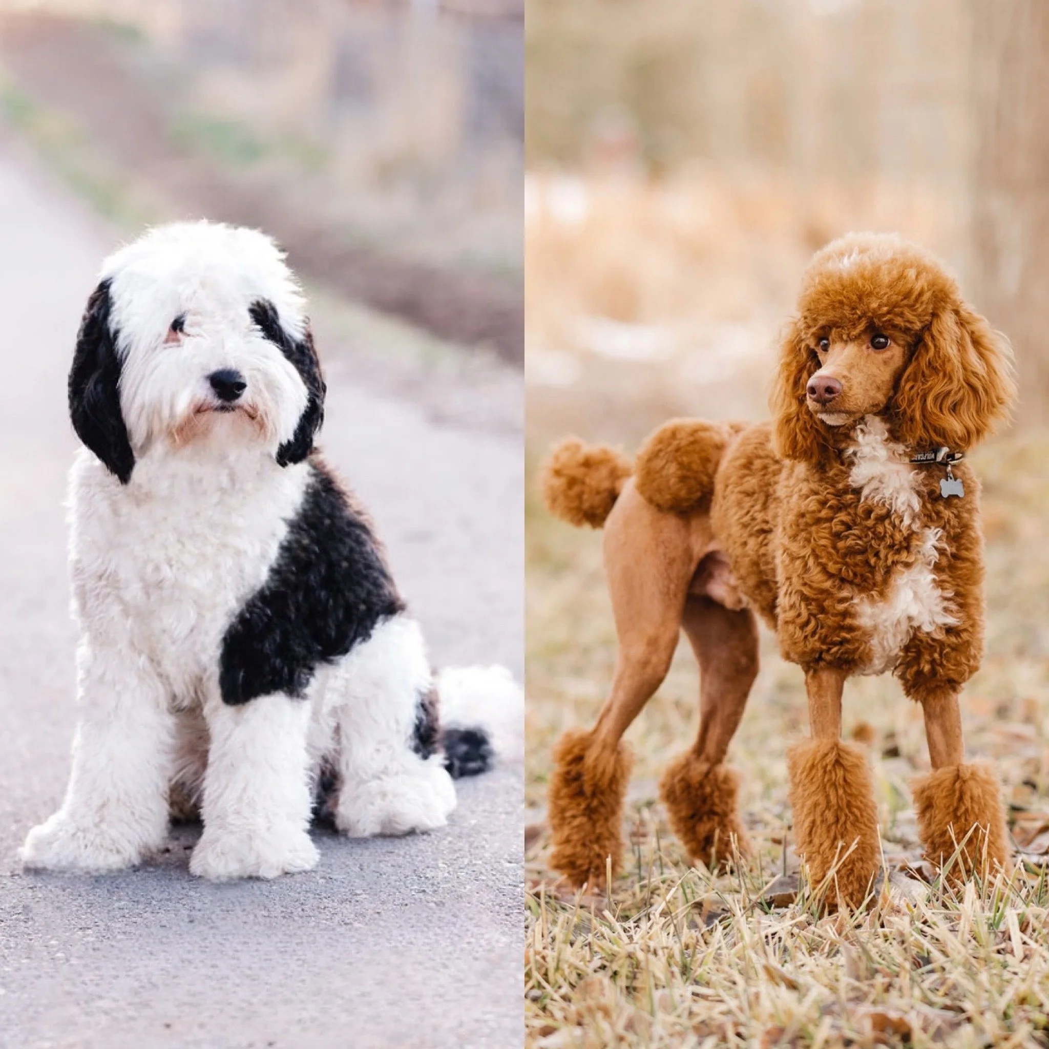 Sheepadoodles — Utah Goldendoodles