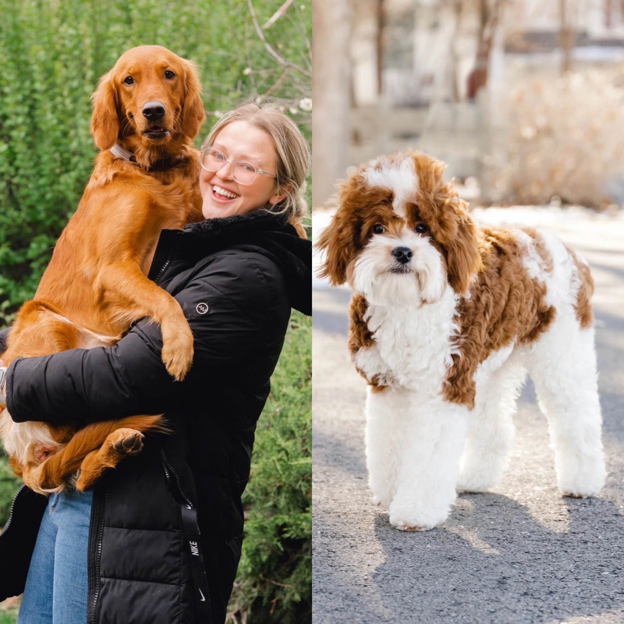 Goldendoodles — Utah Goldendoodles