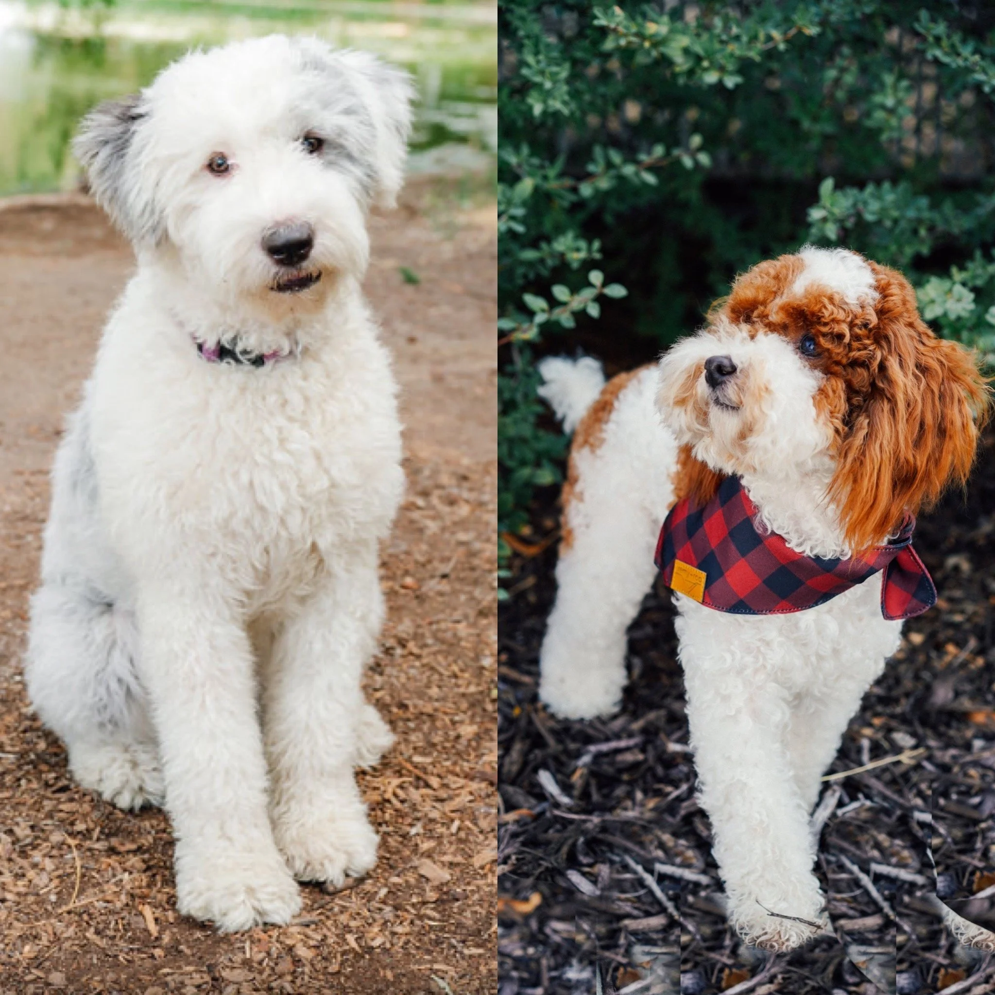 Sheepadoodles — Utah Goldendoodles