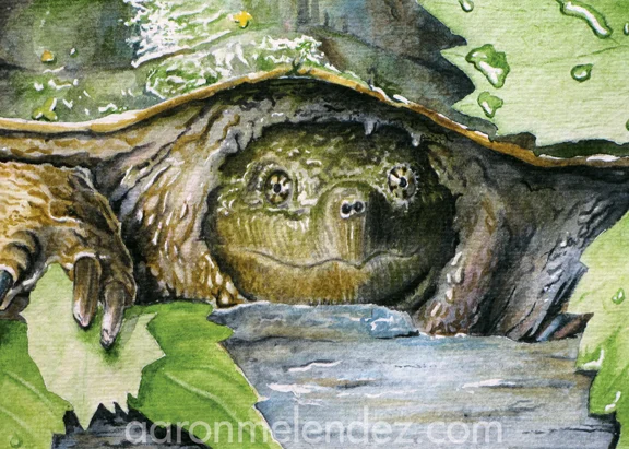 Aaron Melendez - Artist/Illustrator