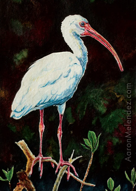 Aaron Melendez - Artist/Illustrator