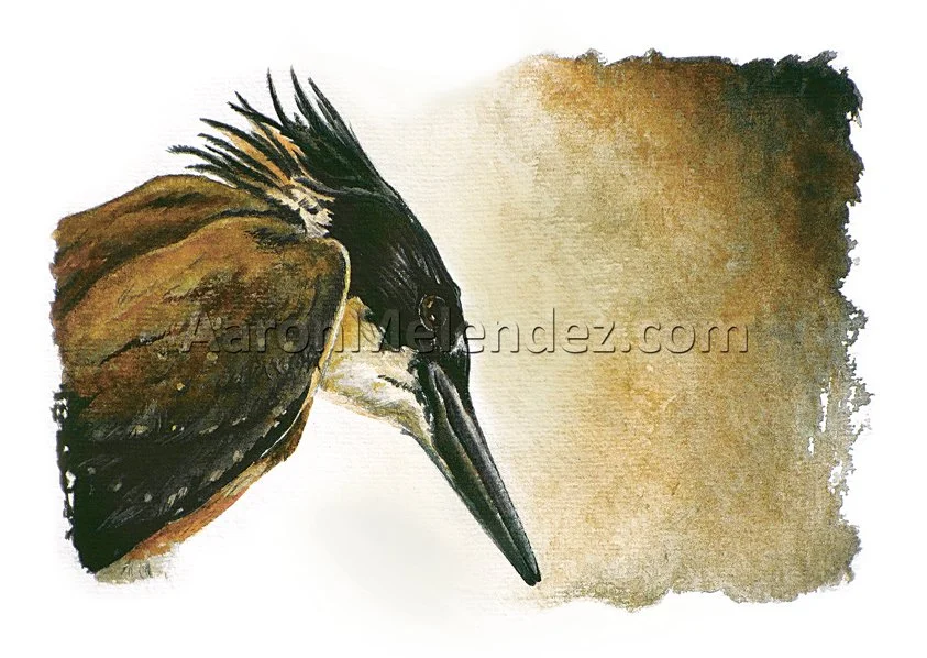 Aaron Melendez - Artist/Illustrator