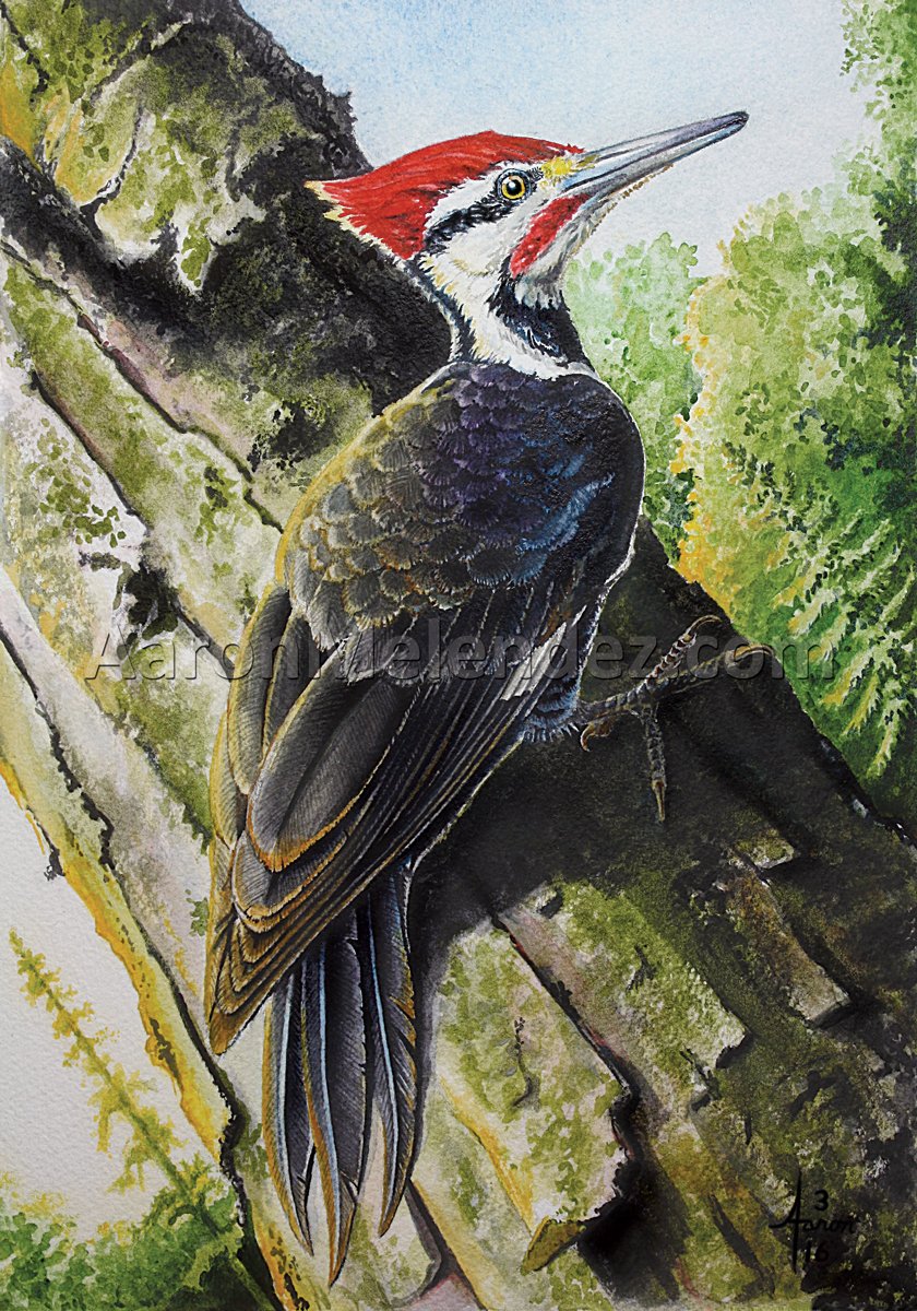 Aaron Melendez - Artist/Illustrator