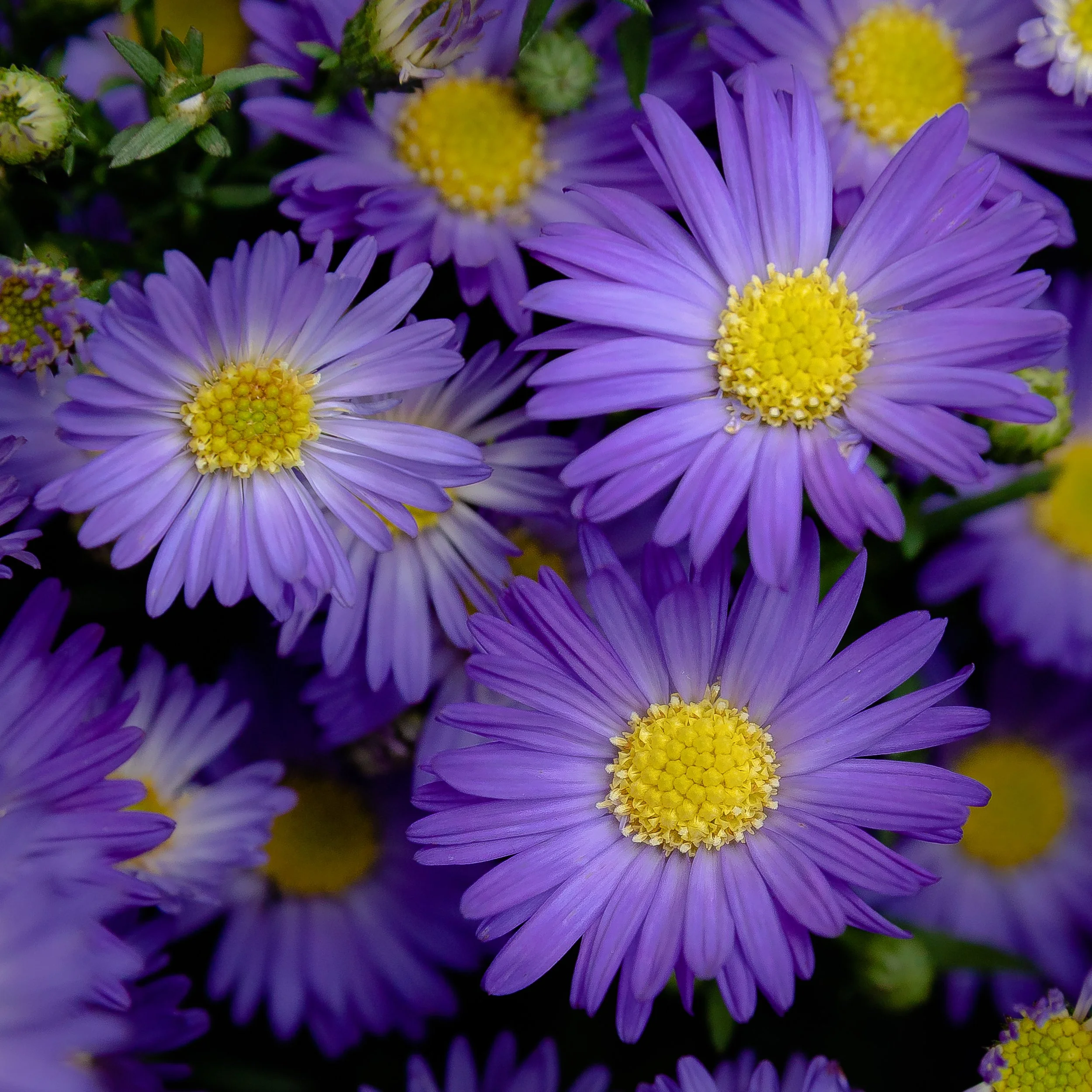 Gallery — Oklahoma Flower Market