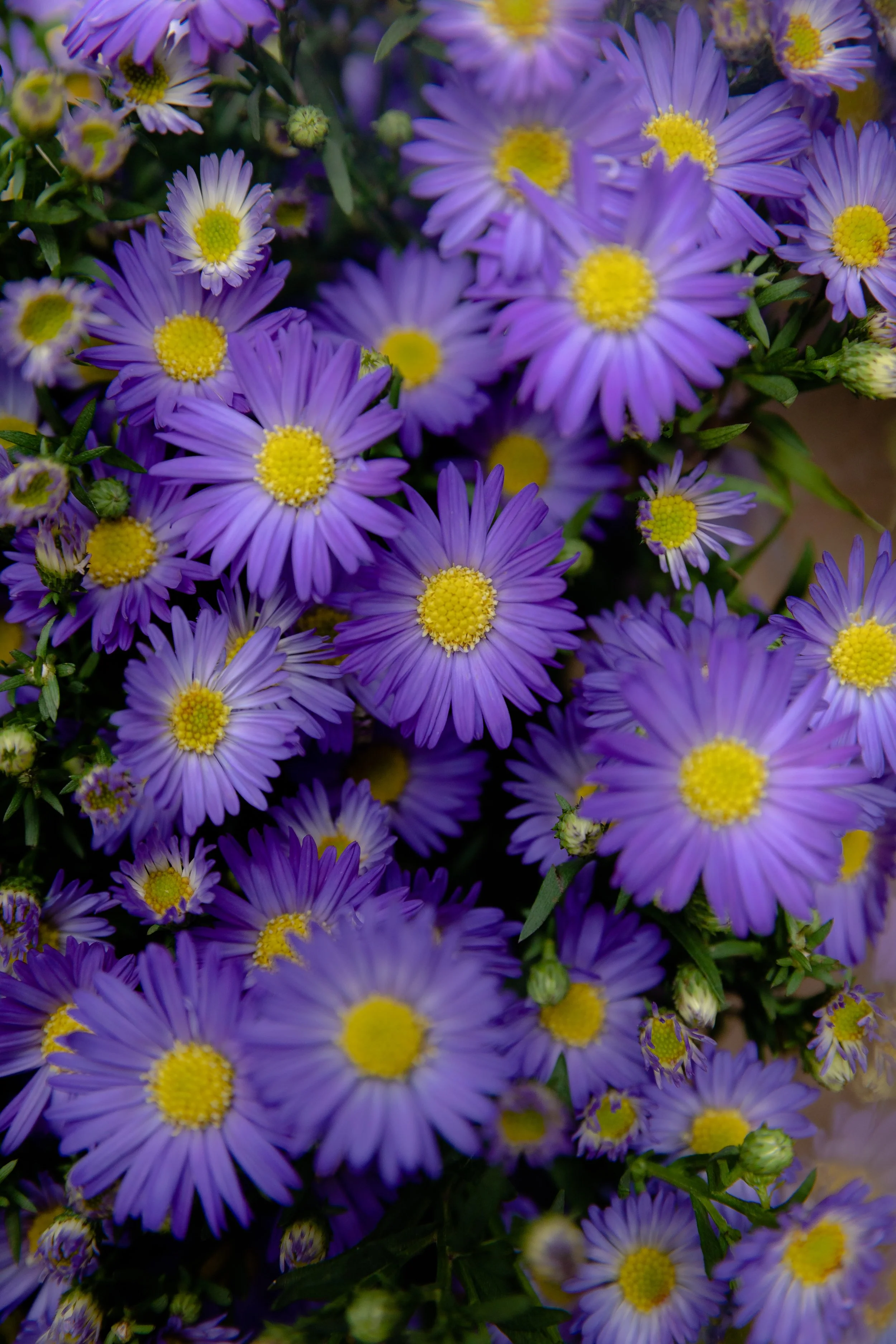 Gallery — Oklahoma Flower Market