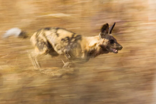 Painted Dog Conservation