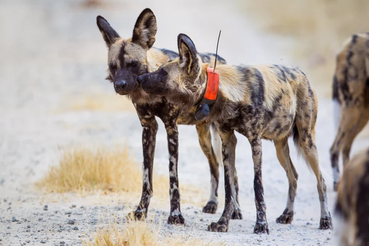 About the species — Painted Dog Conservation