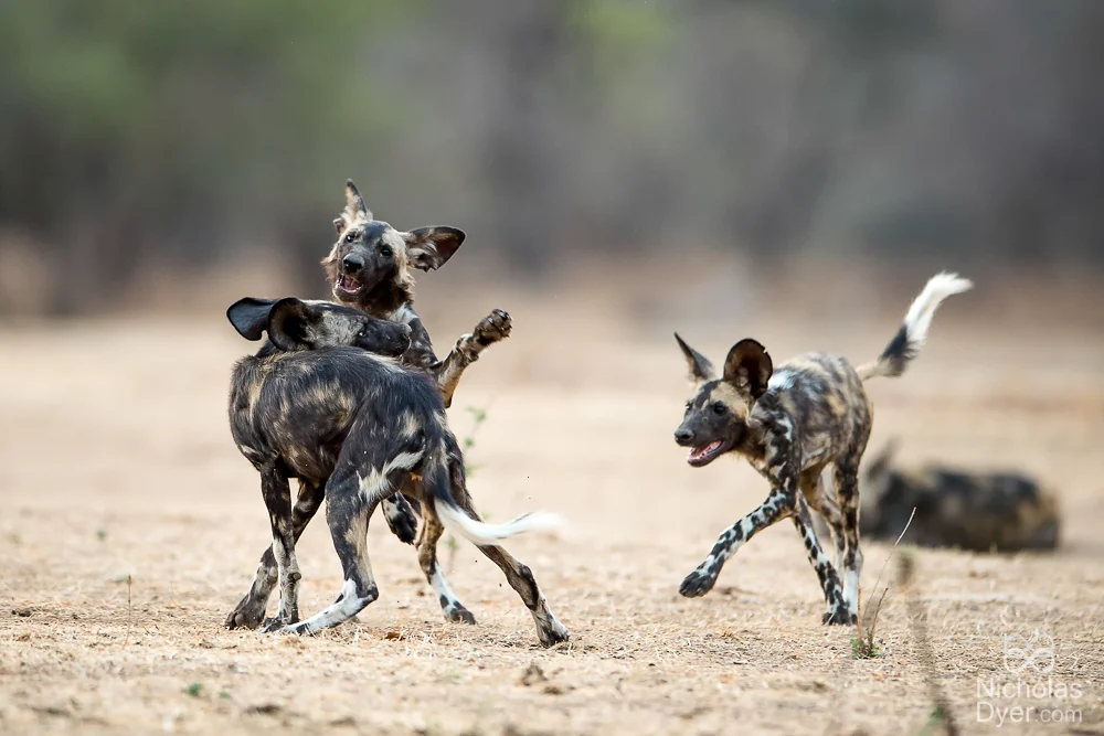 Painted Dog Conservation