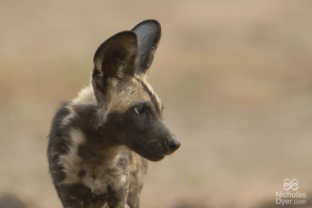 Donate — Painted Dog Conservation