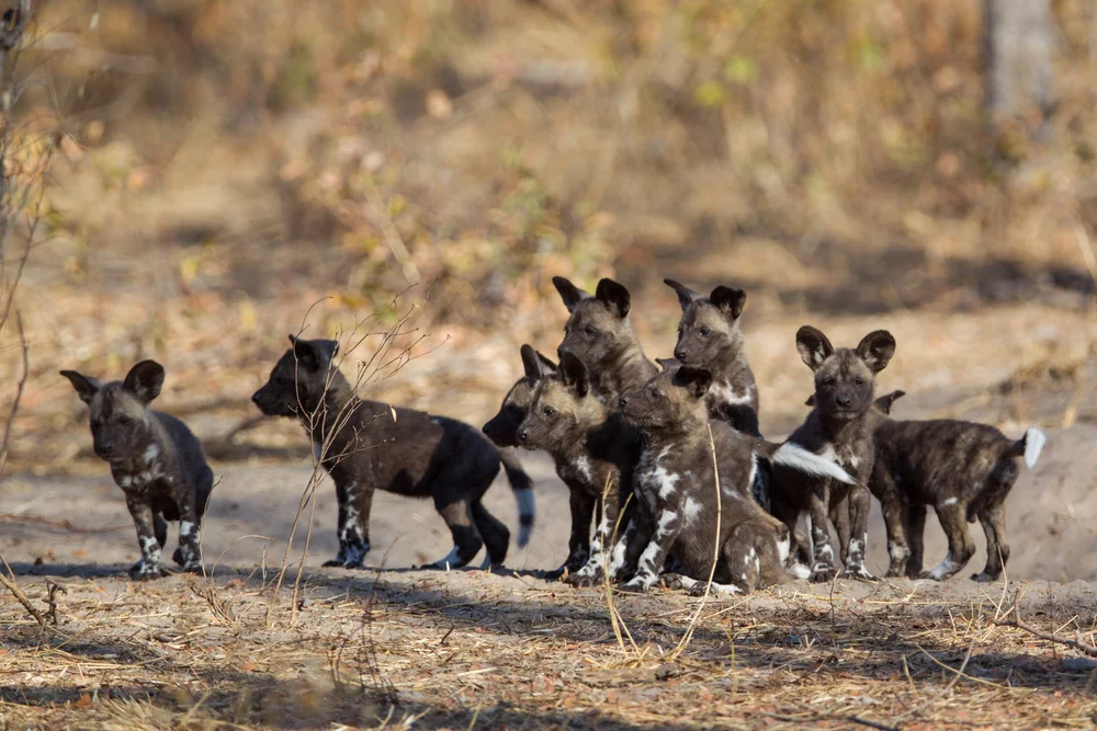 About the species — Painted Dog Conservation