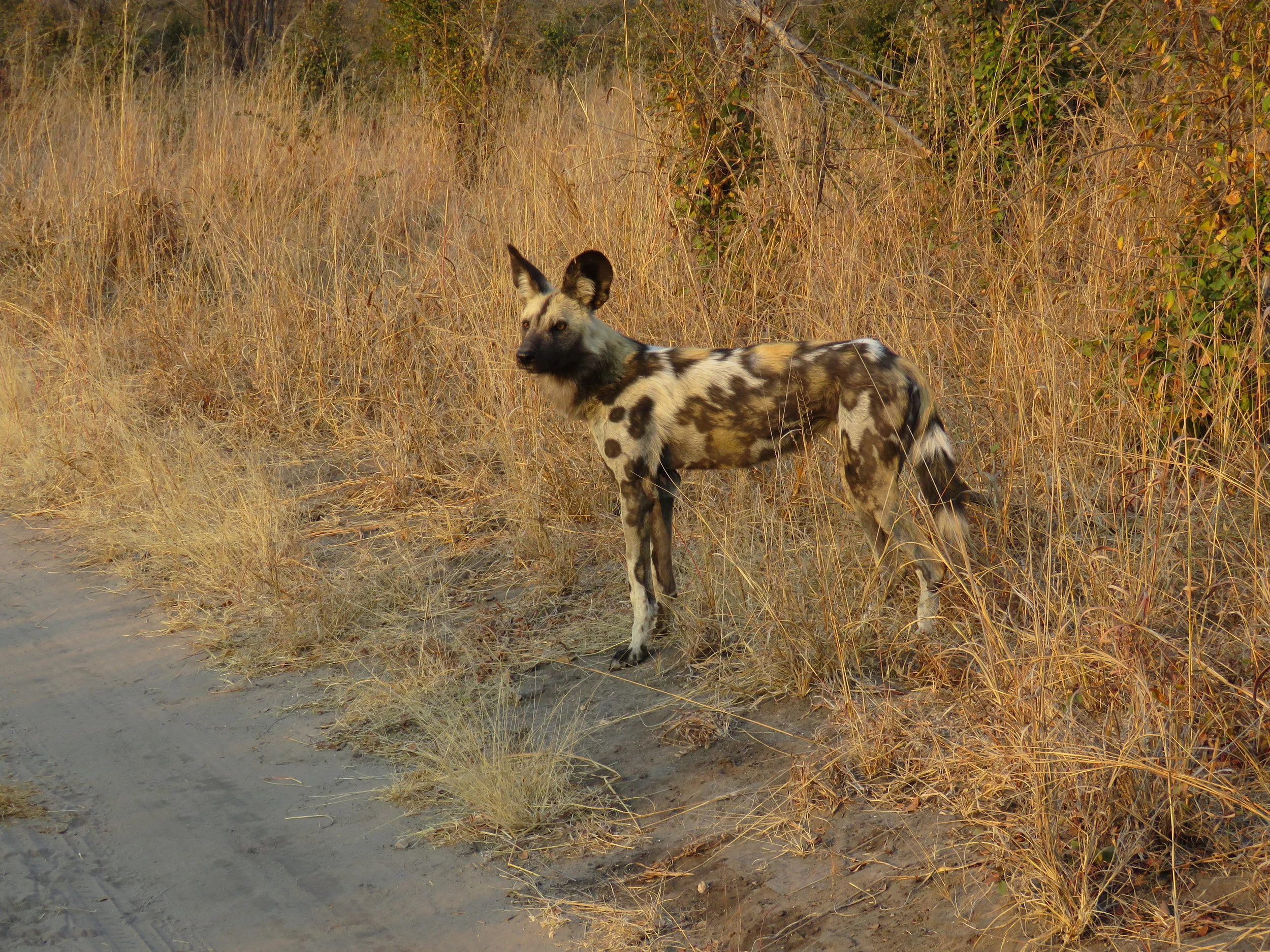 About the species — Painted Dog Conservation
