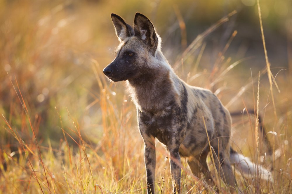 FAQ — Painted Dog Conservation