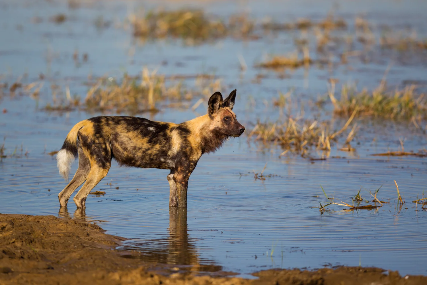 FAQ — Painted Dog Conservation