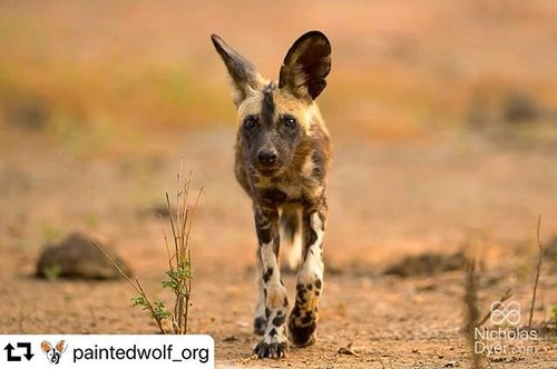 Painted Dog Conservation