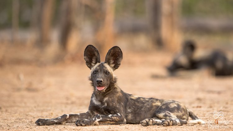Painted Dog Conservation
