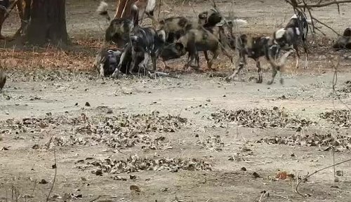 Painted Dog Conservation