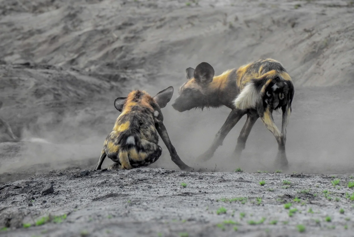 Painted Dog Conservation