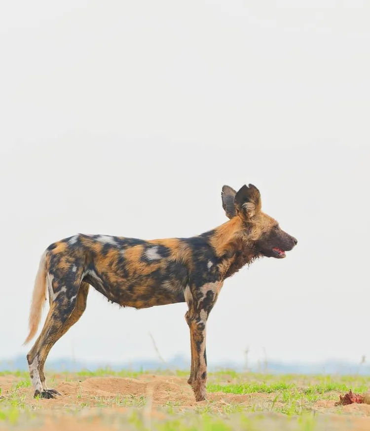 Painted Dog Conservation