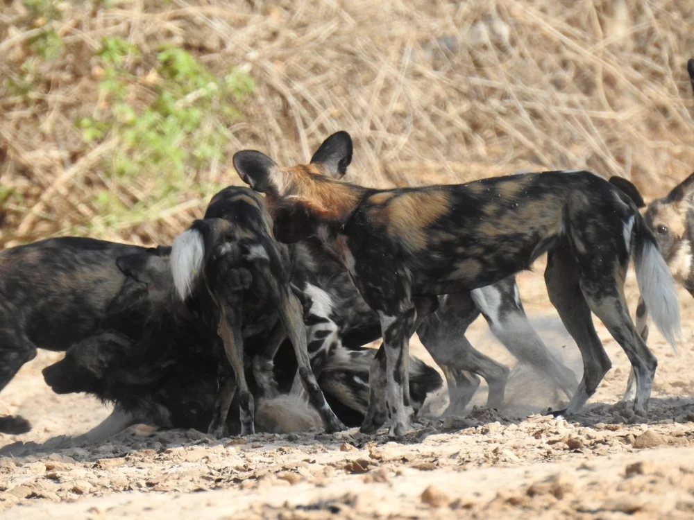 Painted Dog Conservation