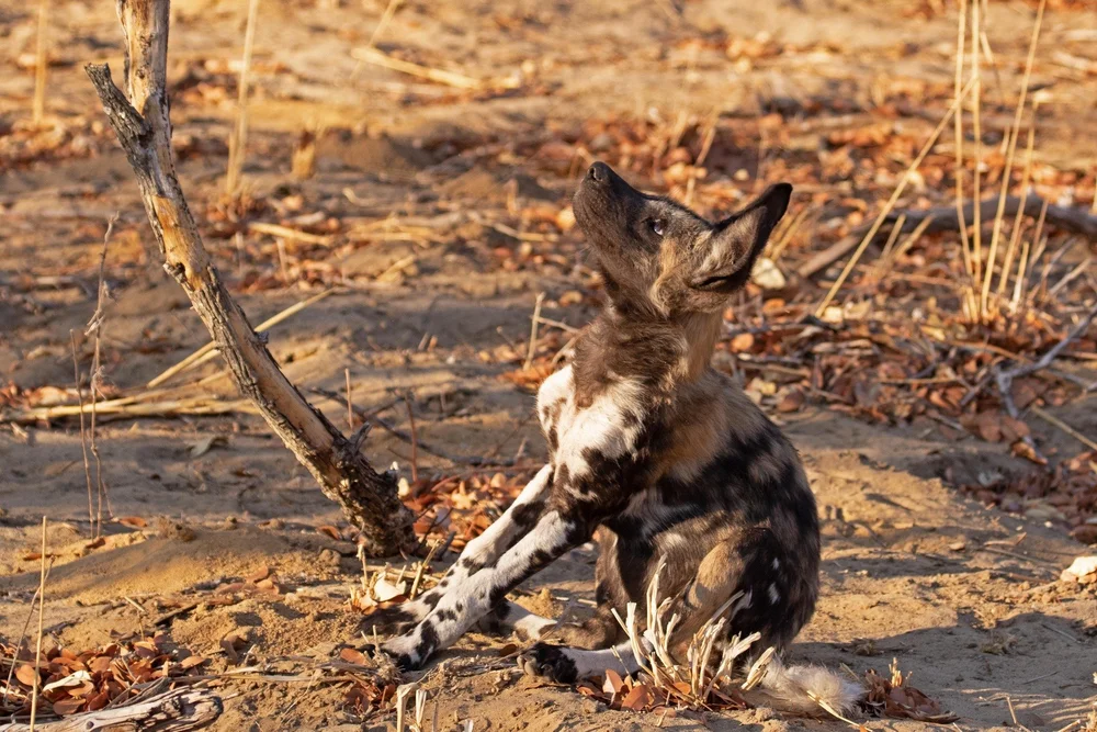 Painted Dog Conservation