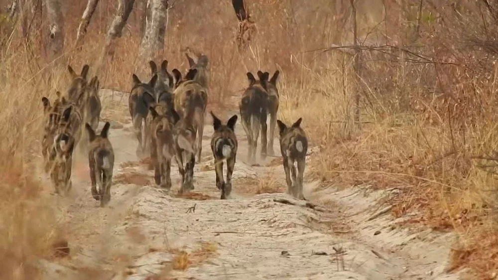 Painted Dog Conservation