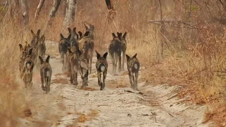Painted Dog Conservation