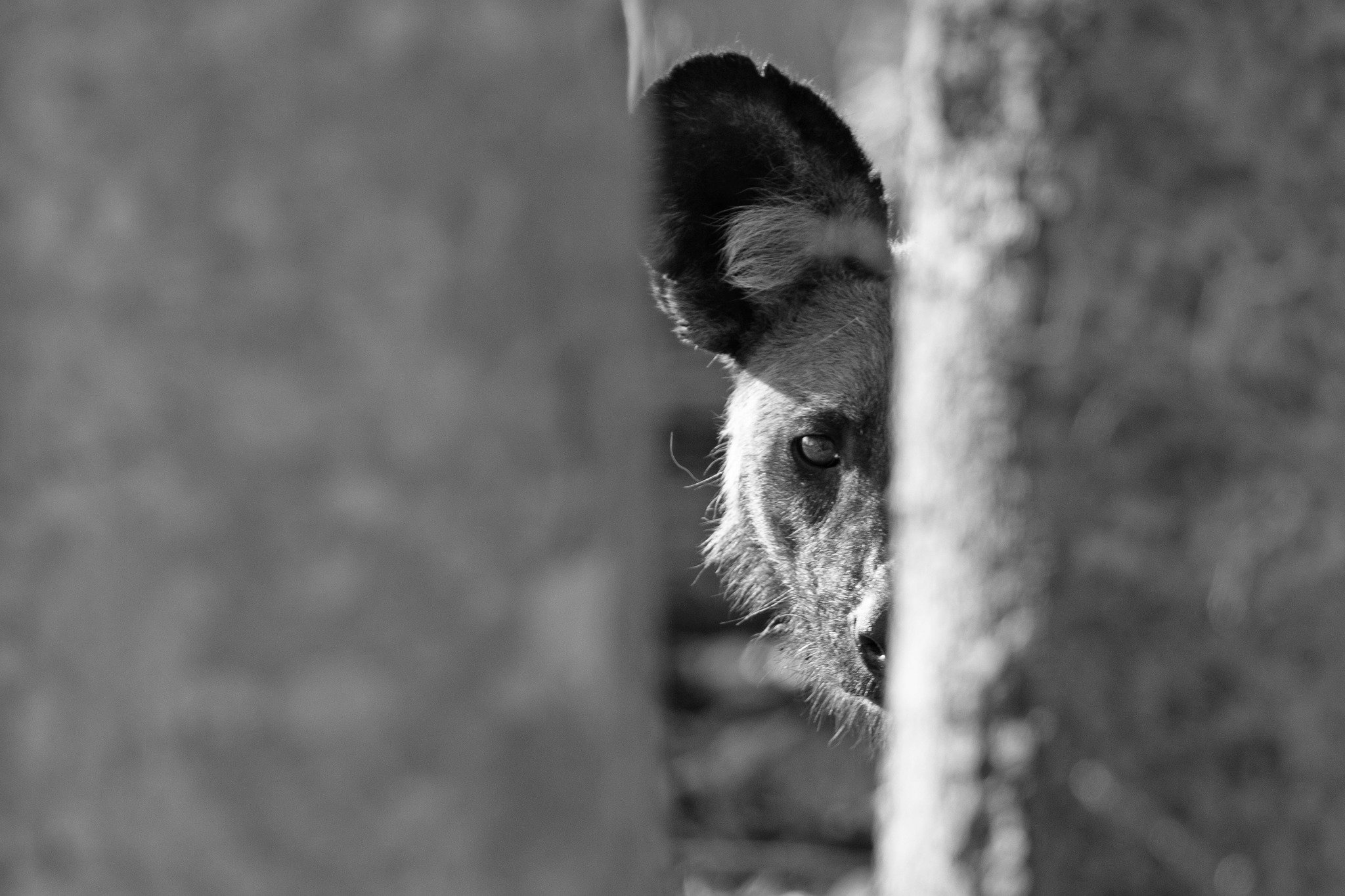 Painted Dog Conservation