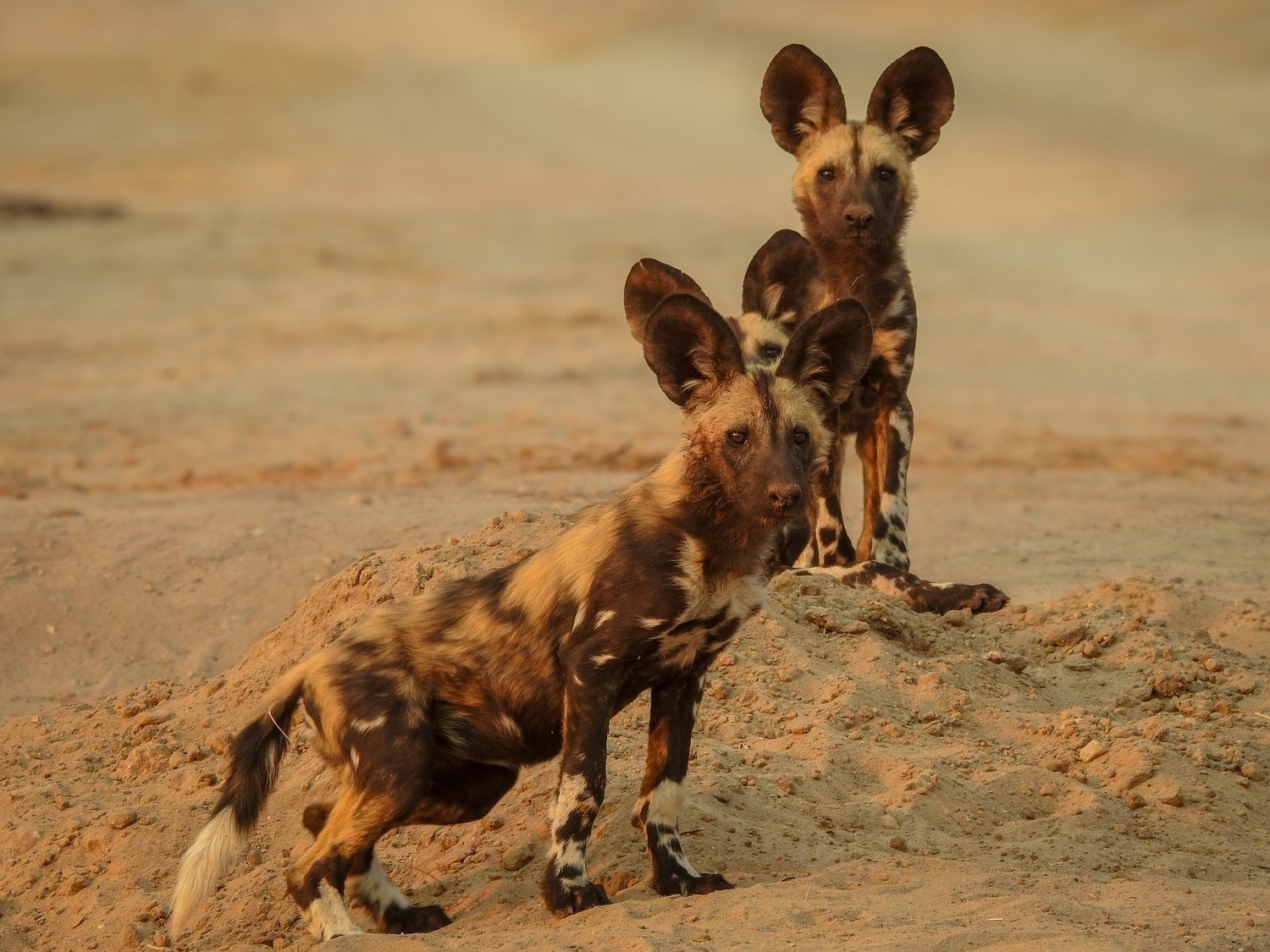 Painted Dog Conservation