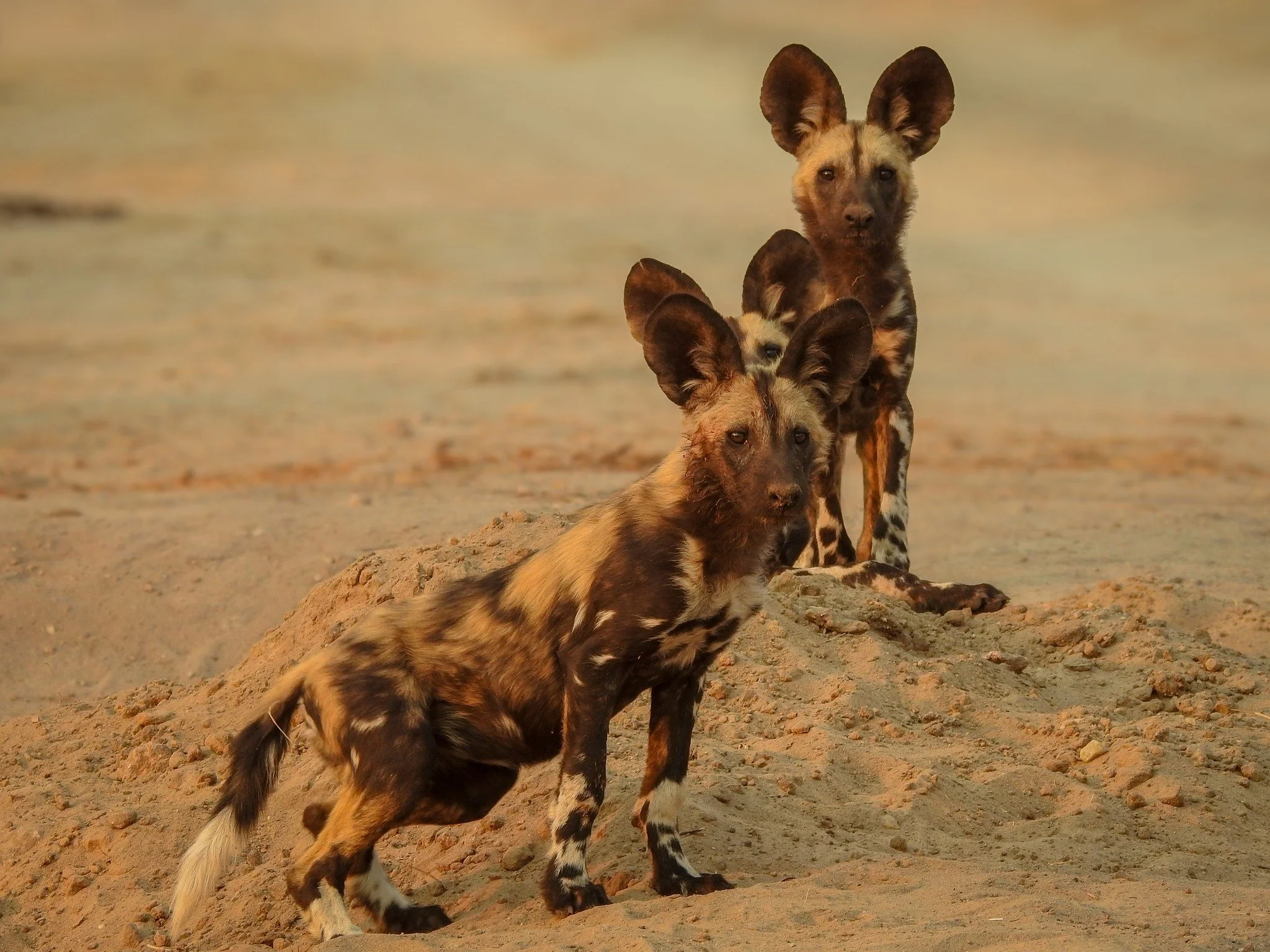 Painted Dog Conservation